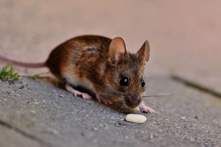 Jak dlouho žije myš divoká nebo domácí chovaná jako mazlíček